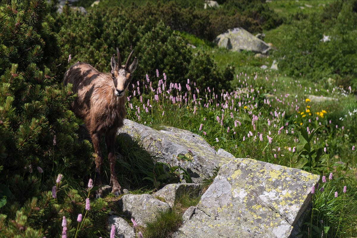 Tatra Chamois. This is a Kamzik we spotted when hiking… | by Paul ...