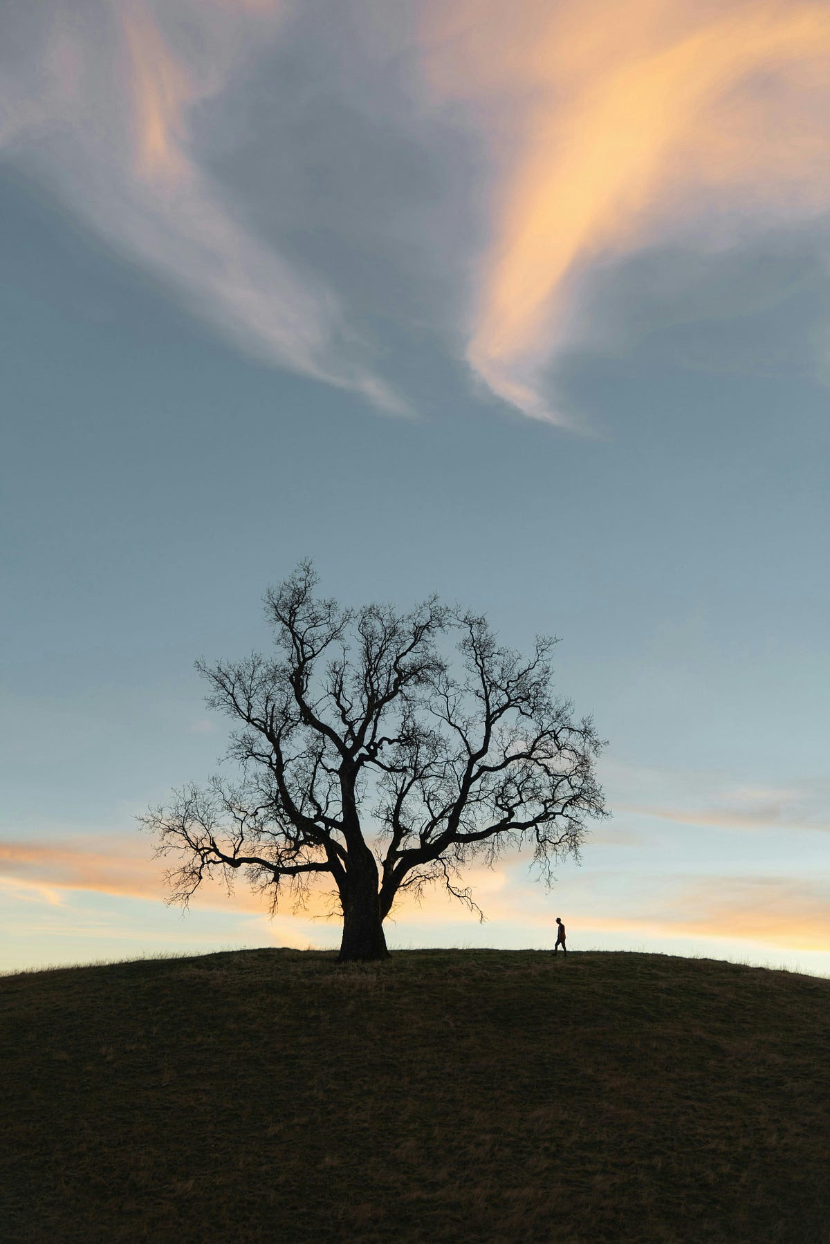 Bark Of Broken Promises. The tree’s scars from human betrayal | by ...