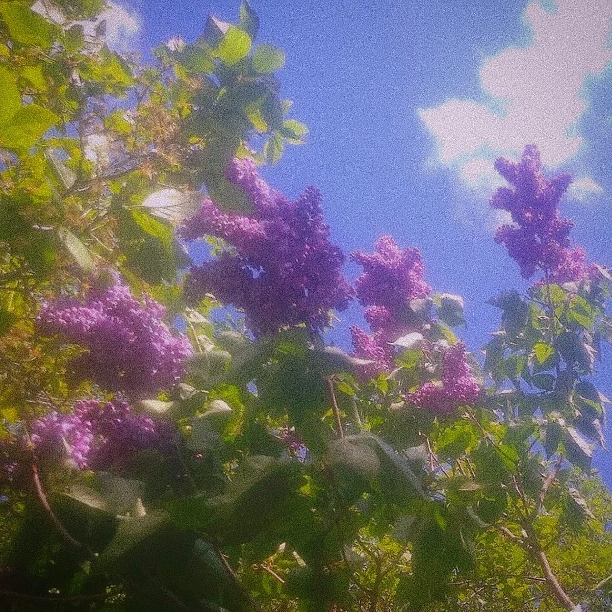 [first love] – lilacs | by Lcourage | Jul, 2024 | Medium