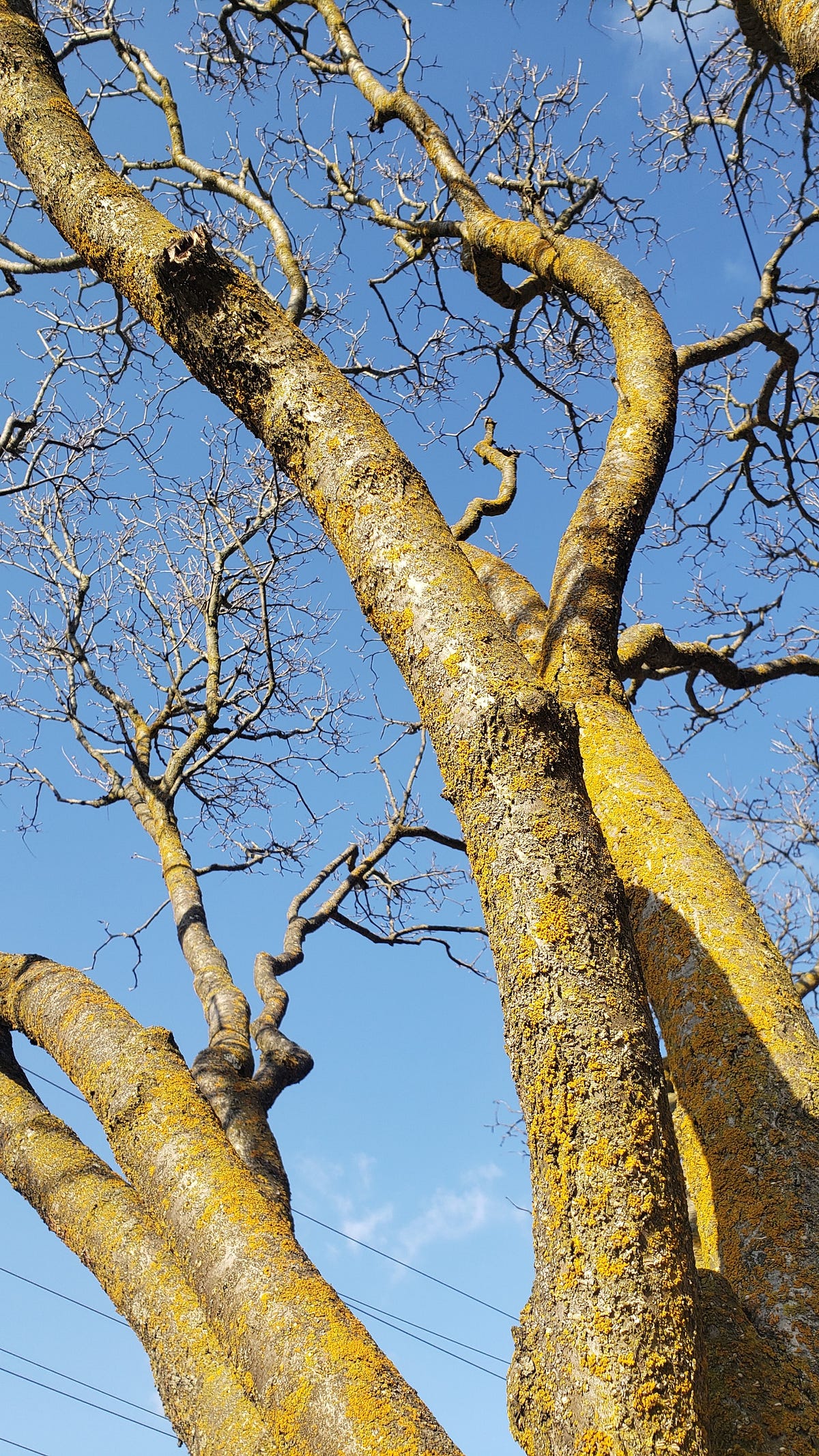 Tree Bark In The Park. Late-day sunlight on tree surfaces | by Curtis ...