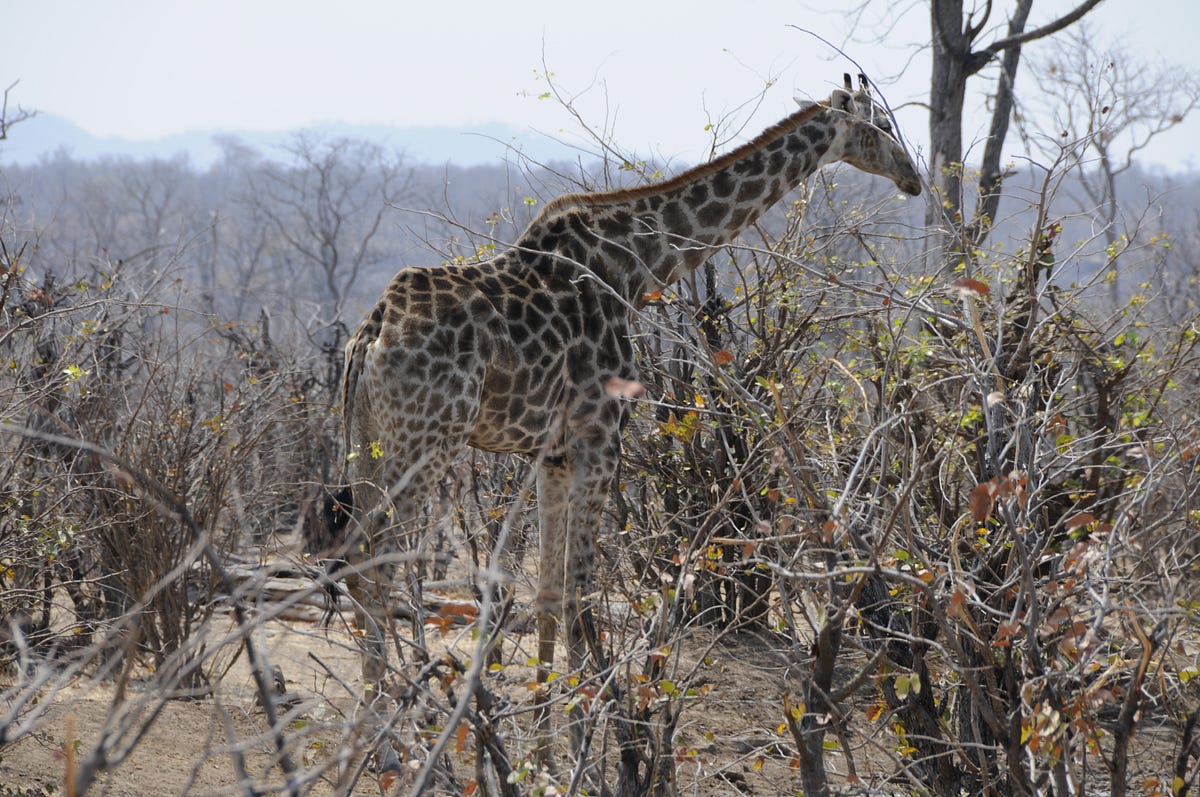 Road trips in Southern Africa — Sept. 2021 part 2: Victoria Falls, game ...