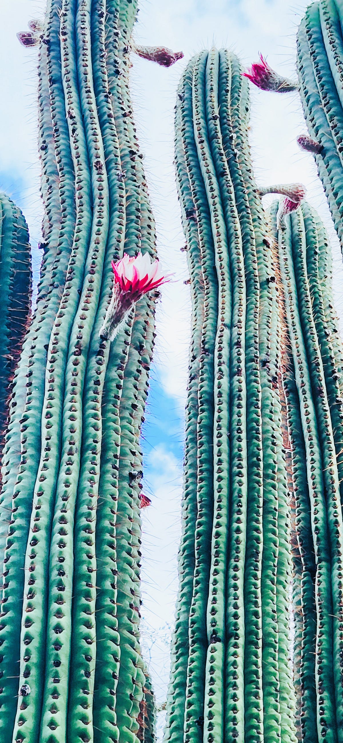 For the Newly Transplanted Arizonan: Your Guide To Living, Part One | by Elle Becker | Dec, 2023 ...