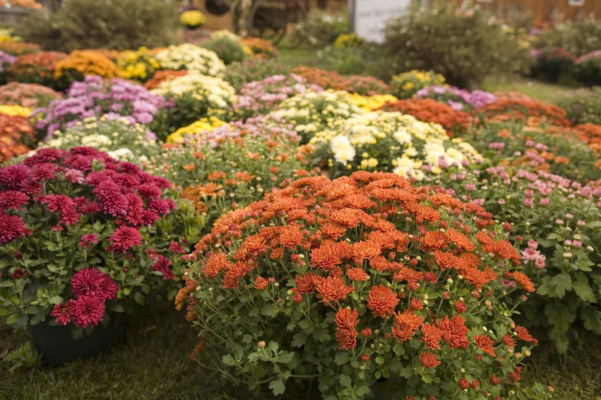 Gorgeous Winter-Flowering Perennials: Adding Color to Your Garden in ...