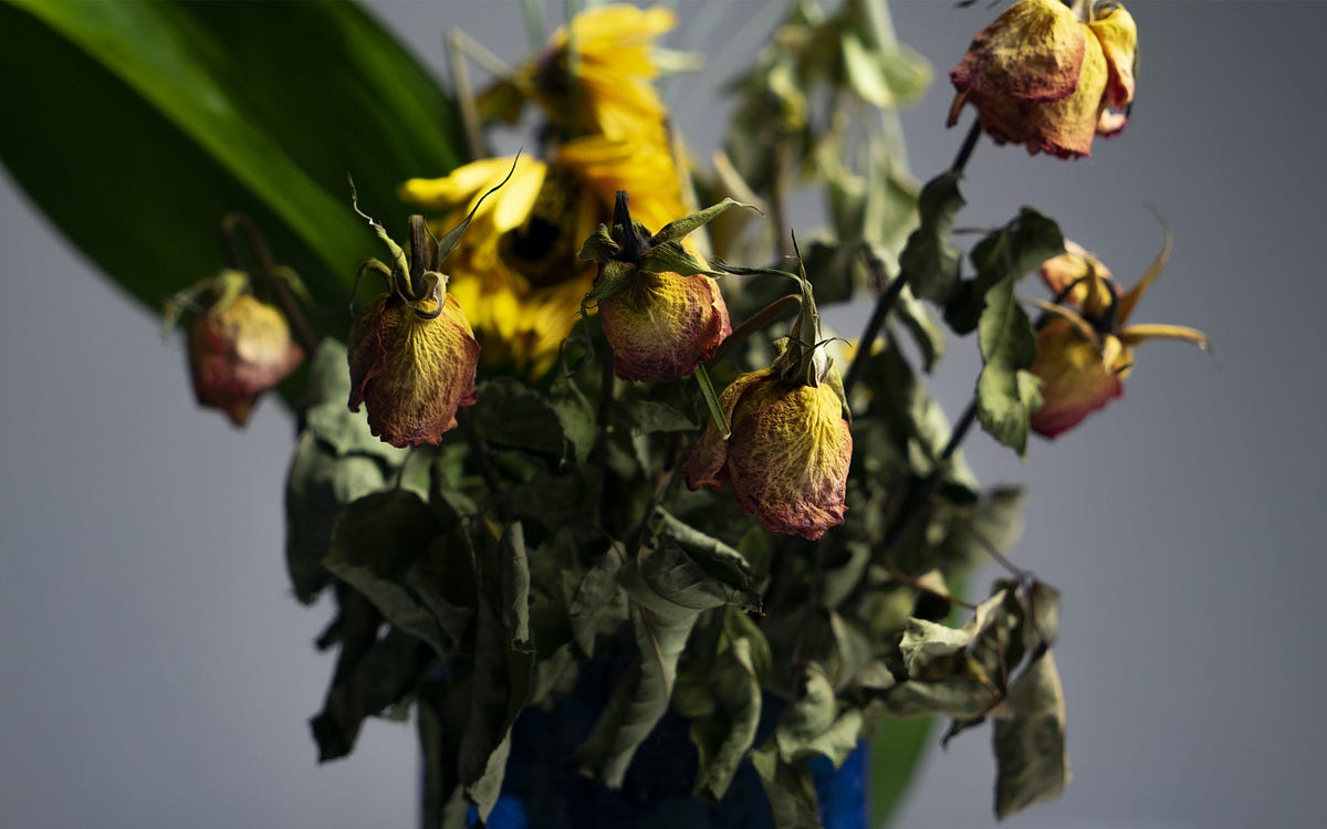 Cynical Self-Help. Potted Plants: How Care For A Living… | by Ariel ...