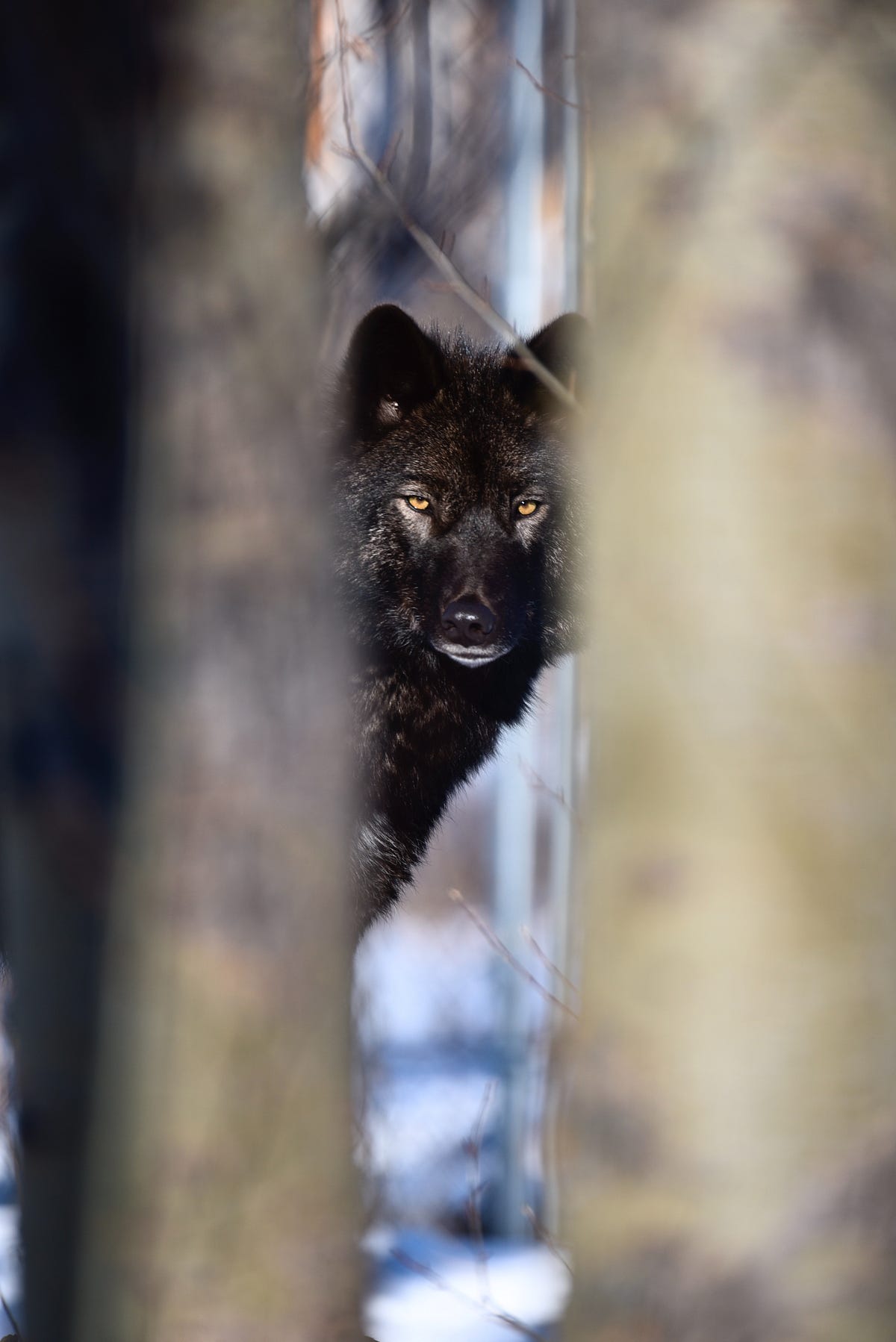 Starving the Negative Wolf. Why is it so hard to let go of negative ...