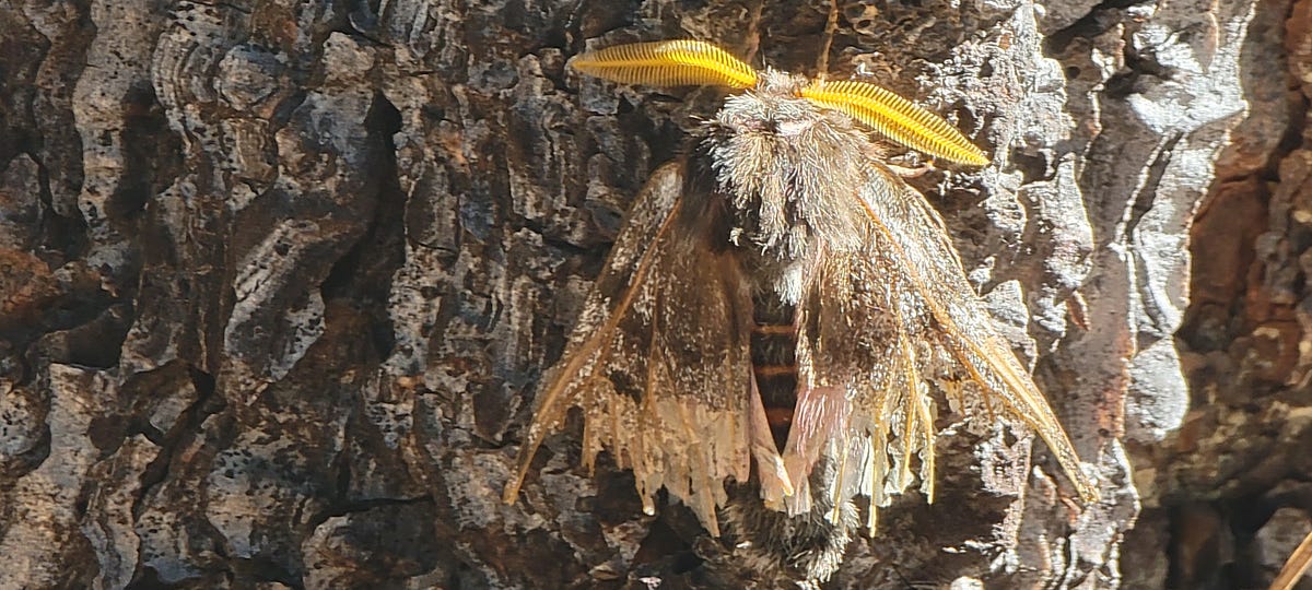 Who’s Out There? Opening a Pandora’s Moth | by Holly Jaleski | Medium