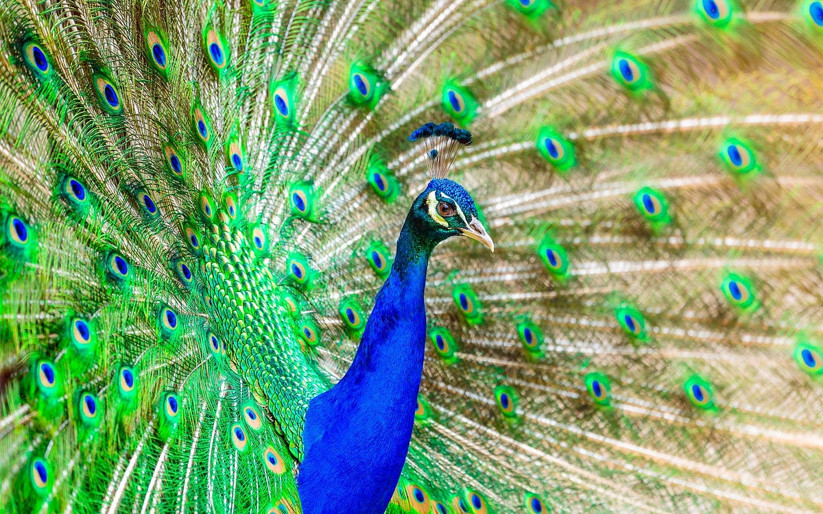 Explosion of Colors: The Animal World Full of Diverse Colors and ...