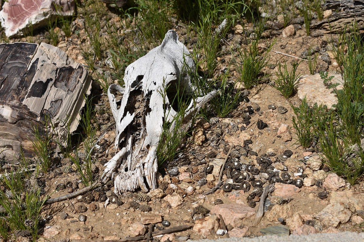 Preserve Nature or Die. Why continuation of human life requires… | by ...