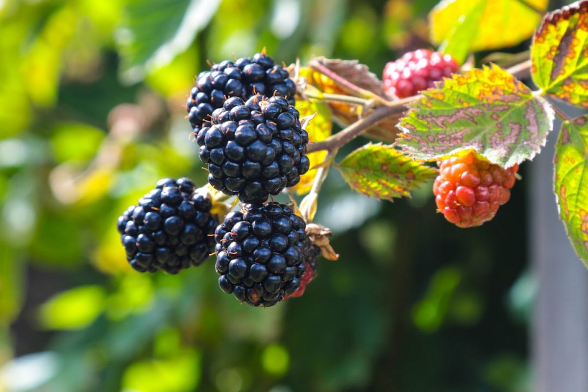 Picking Blackberries. An end of summer tale with a nod to… | by Kay ...