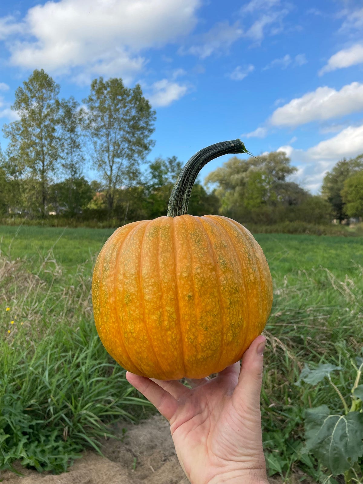 The First Pumpkin - The Daily Cuppa - Medium
