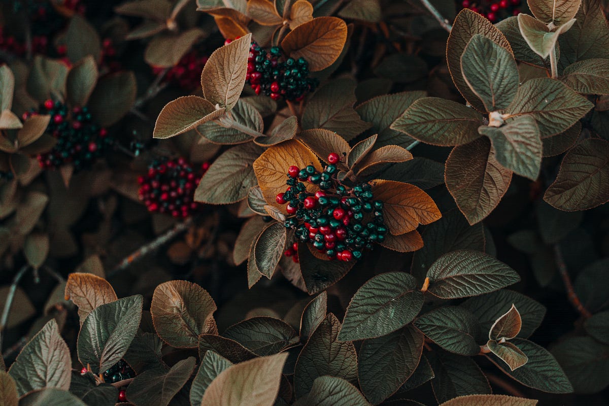 Beware of these toxic plants:. The most deadly plants for humans | by ...