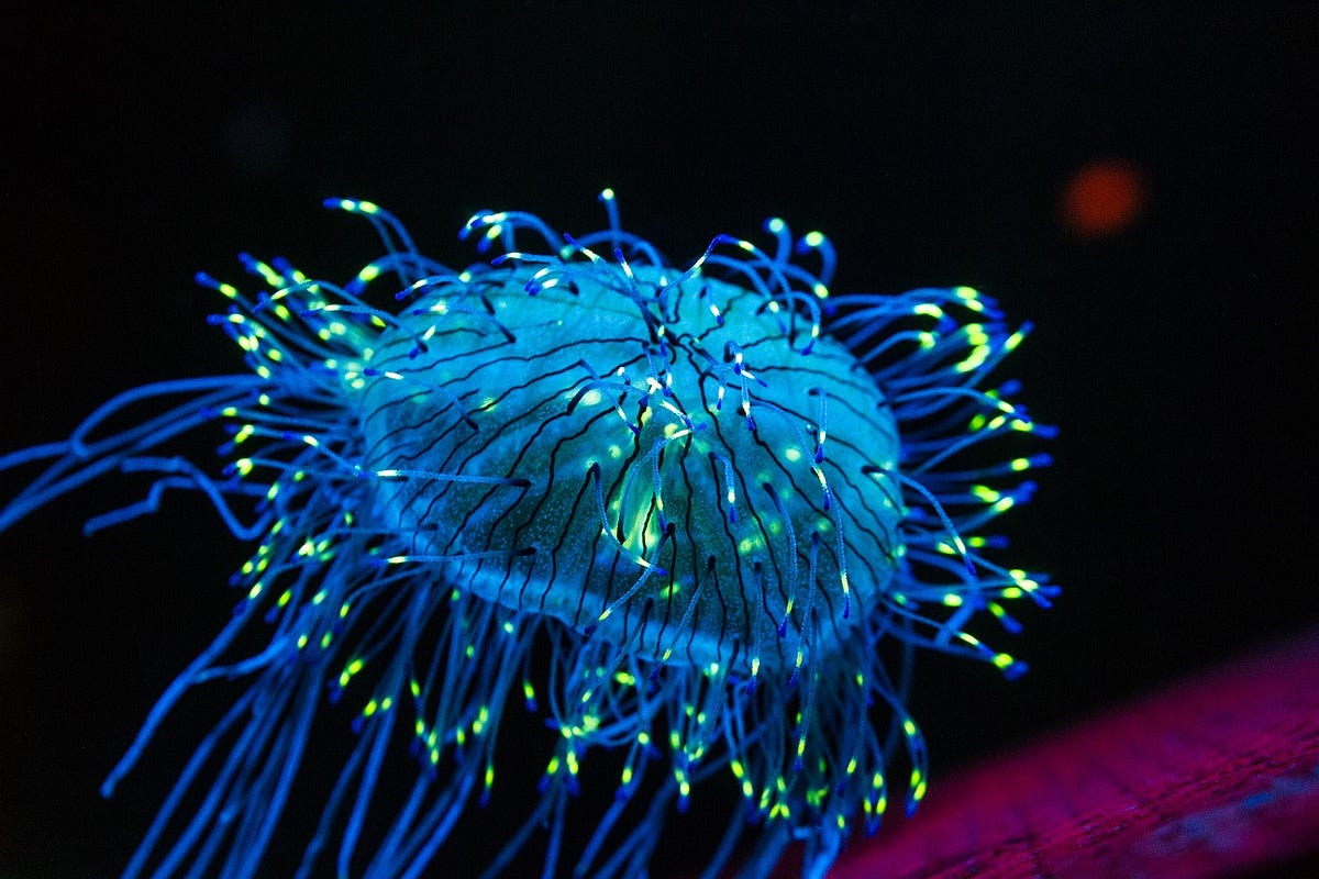 Can Algae Light Up Our Cities?. The Concept of Bioluminescence and its ...