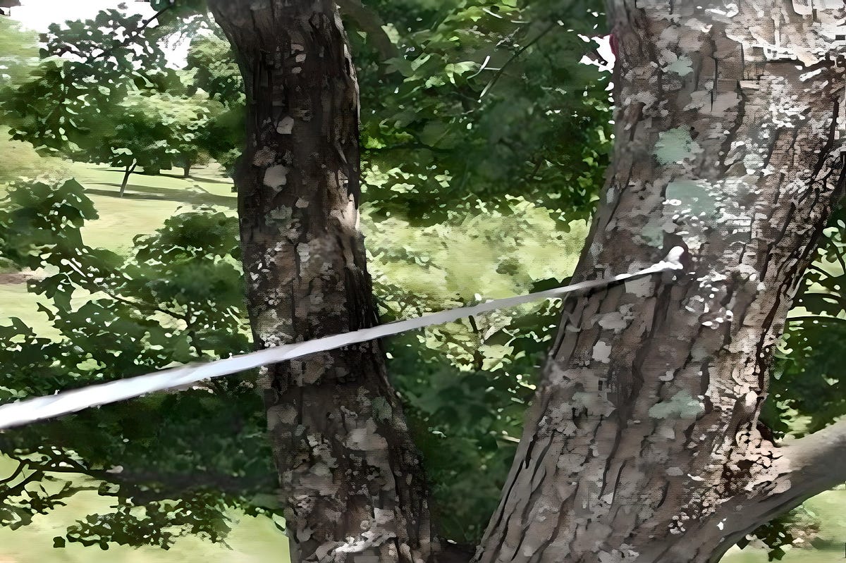 The Trusted Arborist in Asheville: Precision Arborcare | by Piper Burch | Jul, 2024 | Medium