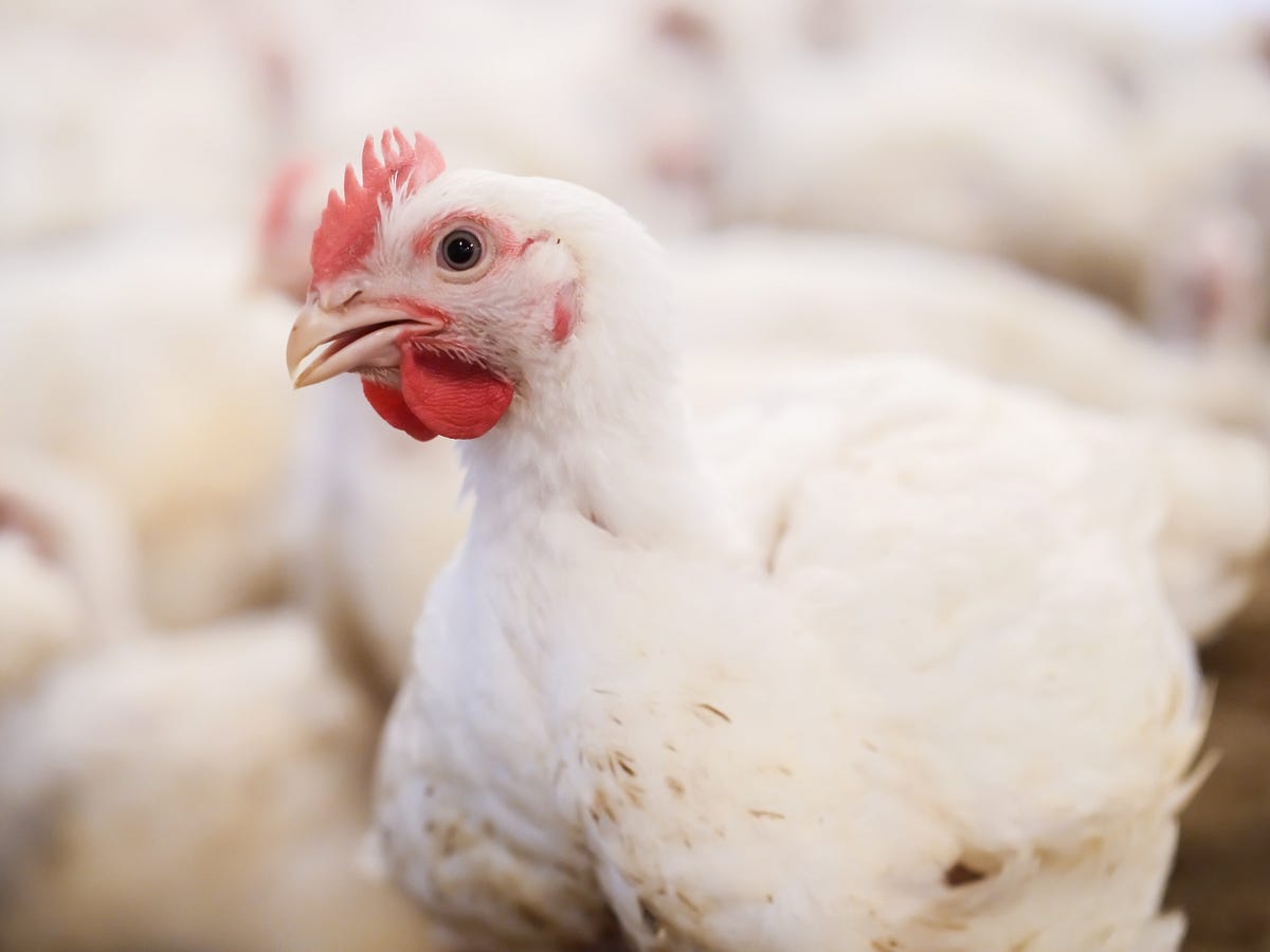McDonald’s Commitment to Chicken Sustainability | by McDonald's | Medium