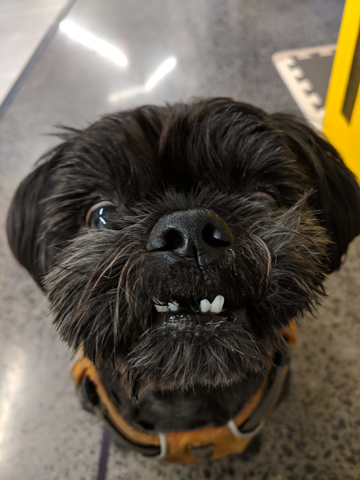 Business idea: dogs with a 30-year guarantee | by Kristina Chodorow ...