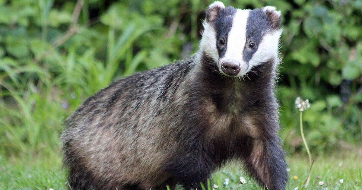 Stage 5. After my research into badger culling… | by Lauren Leader ...