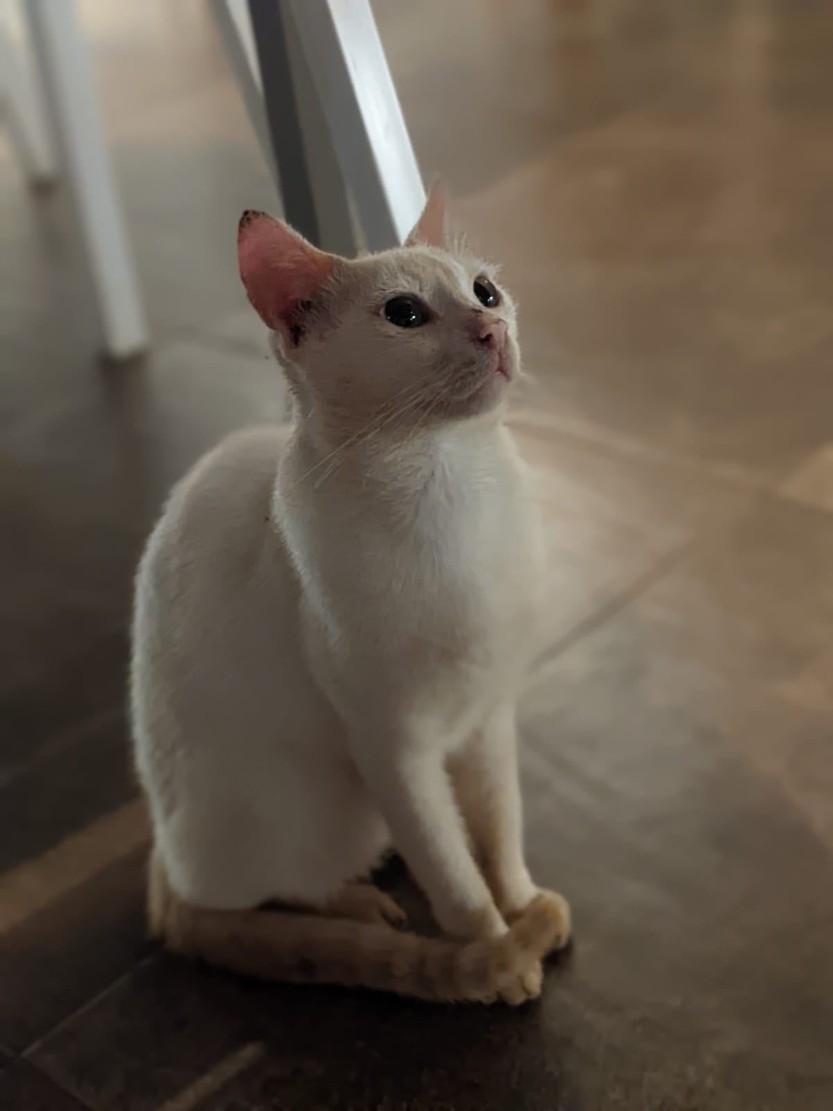 A Life Lesson From a Cat. Animals teach us so much about life | by ...