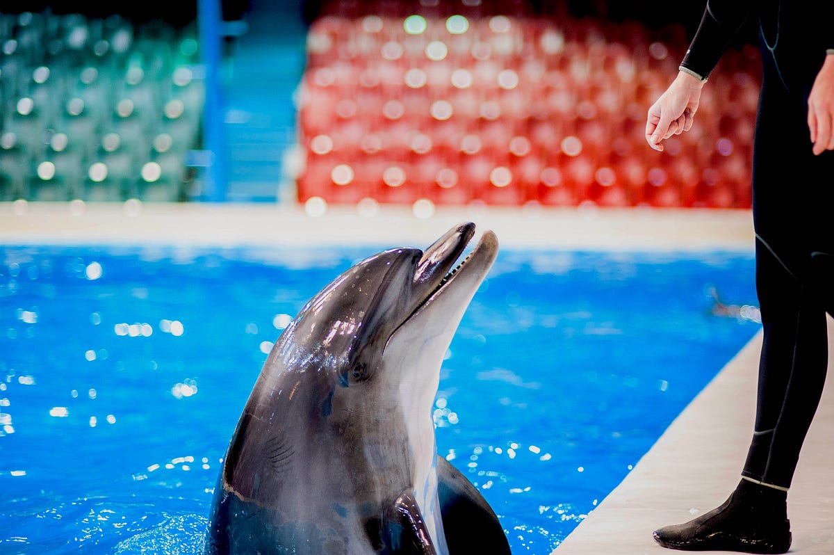 Spectacular Splash Experience The Magic Of Dolphin Shows Dubai | by ...