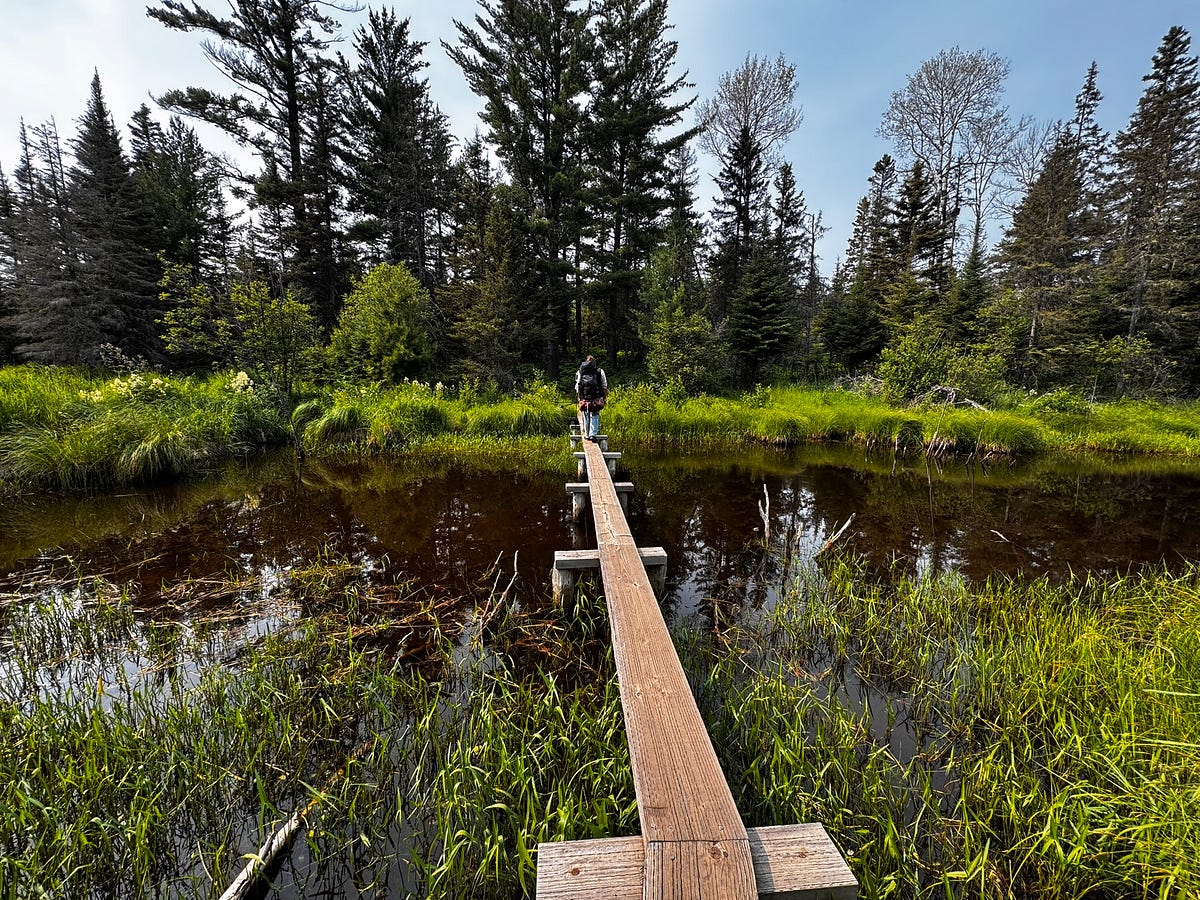 Isle Royale Day One: A Moose, a Wolf, and a Sleepless Night | by Jenny ...