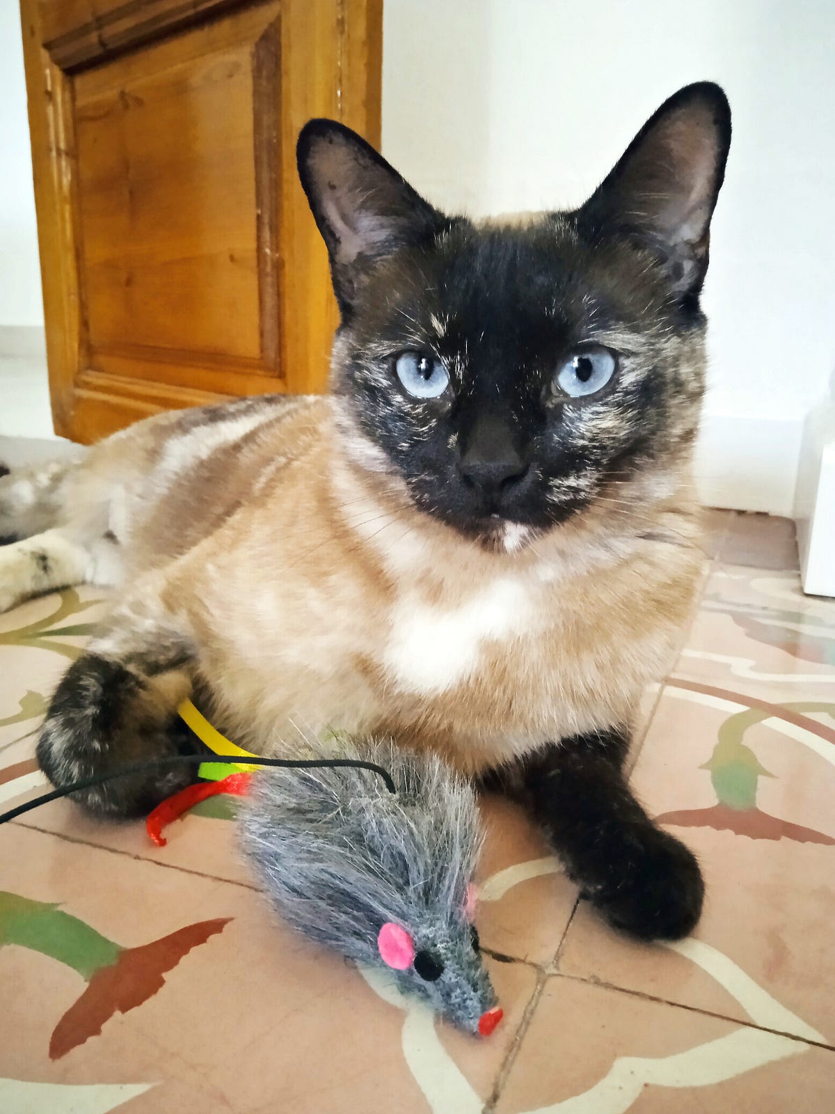 Animal Psychology. Cat Lovers? | by Lorena Torres | Medium