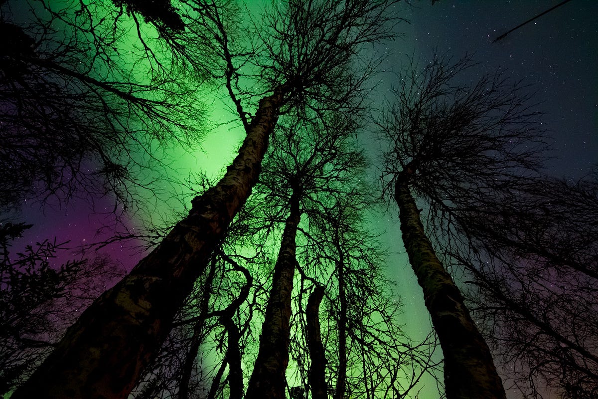 Anything But the Black. A hybrid poem, but not that type of… | by BJ ...