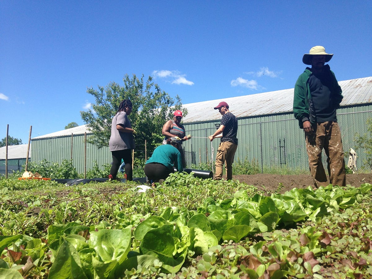 Greens Infrastructure:. How urban farmers are cleaning urban… | by ...