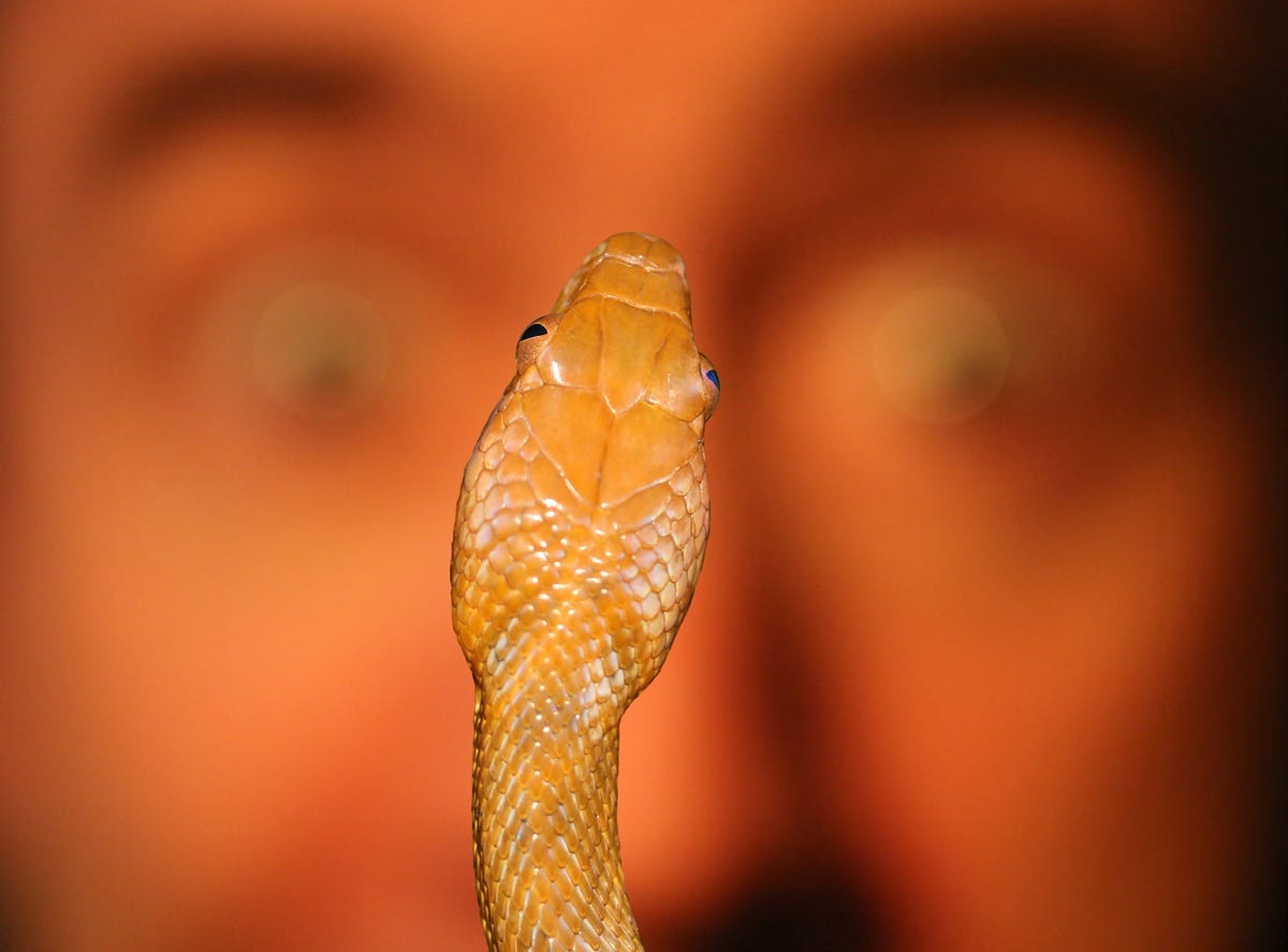 Did a snake really bite Paul on Malta? | Peter Mansfield | Backyard Church