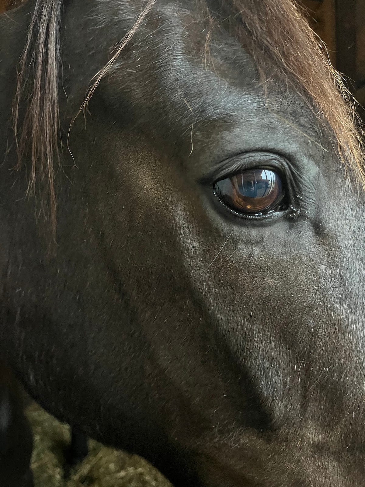 How to Speak Horse. Lessons in learning your limits. And… | by Tiff ...