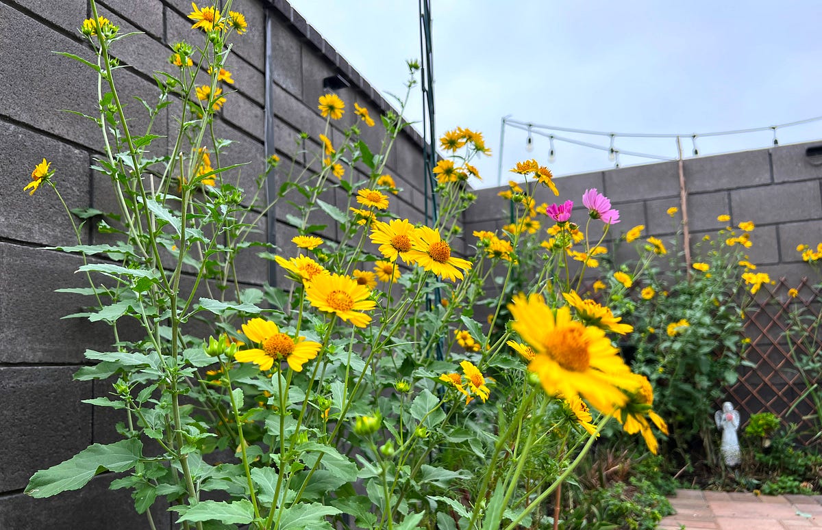 The garden paradise. For this backyard garden, I deem myself… | by Dr ...