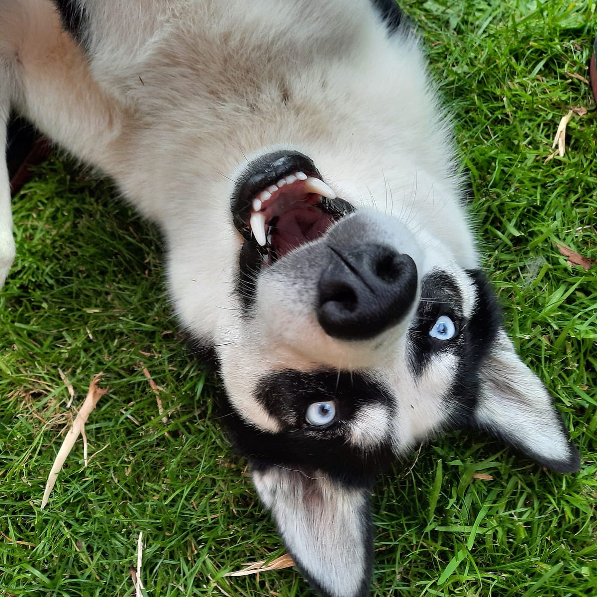 Life Lessons I Learned From Adopting a Stubborn Husky | by Stievenard ...