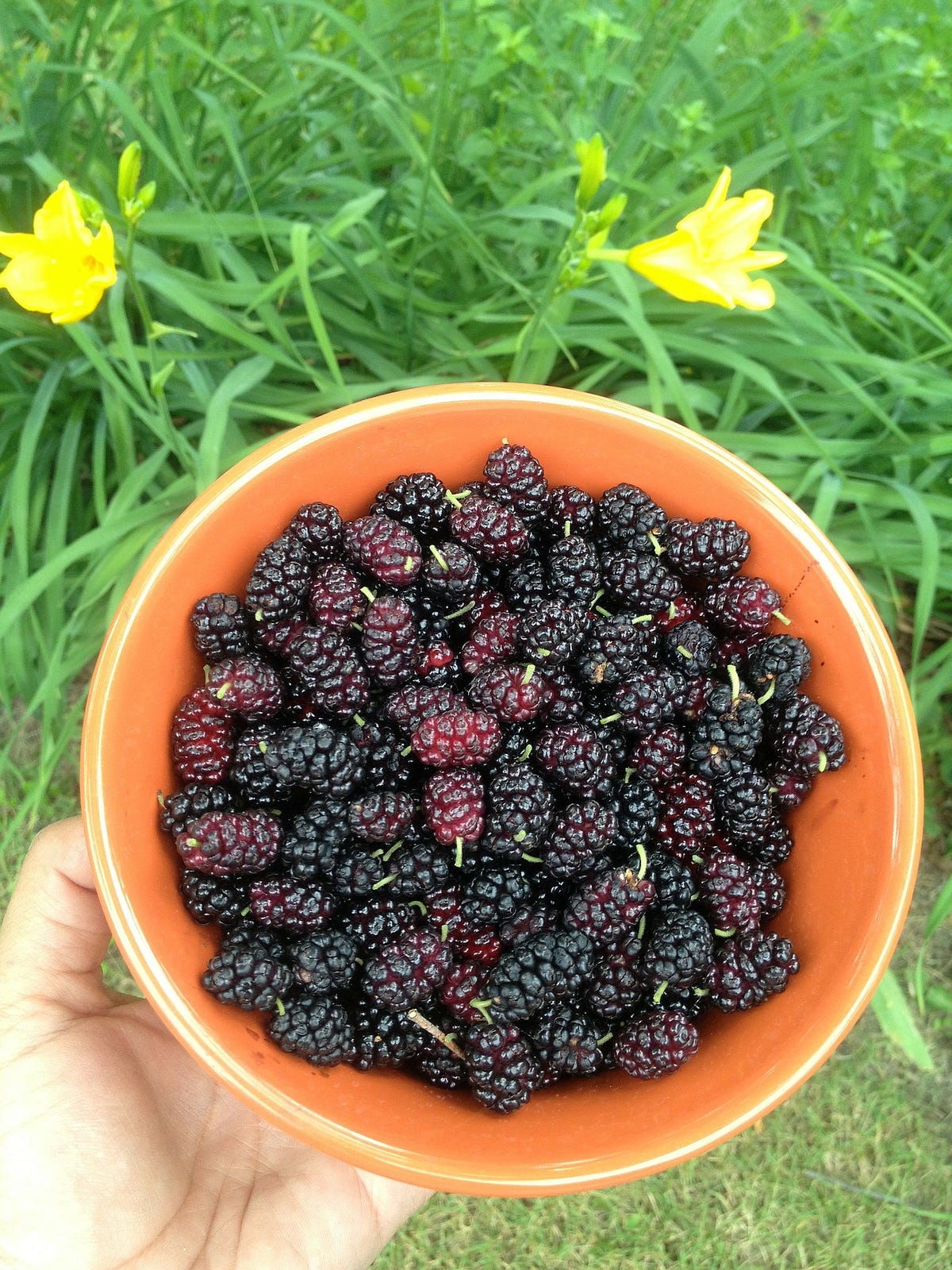 8+ Fantastics Reasons Why You Should Start Eating Mulberry This Summer ...
