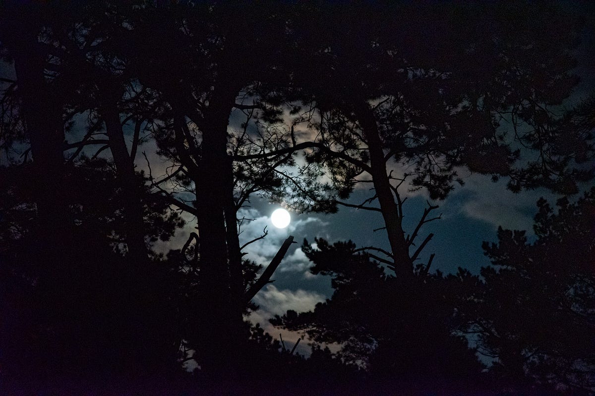 Haiku: Selkie. I shed my seal skin | by Sylph Hemery | Medium