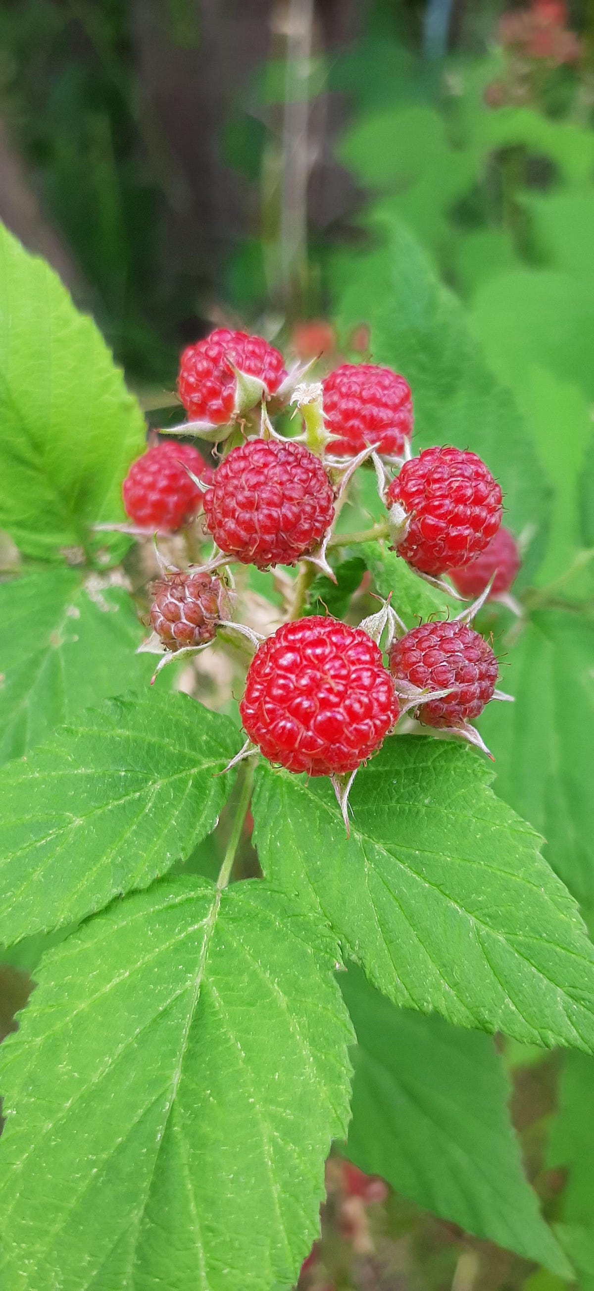 Wild Raspberry - Kimberley Payne - Medium