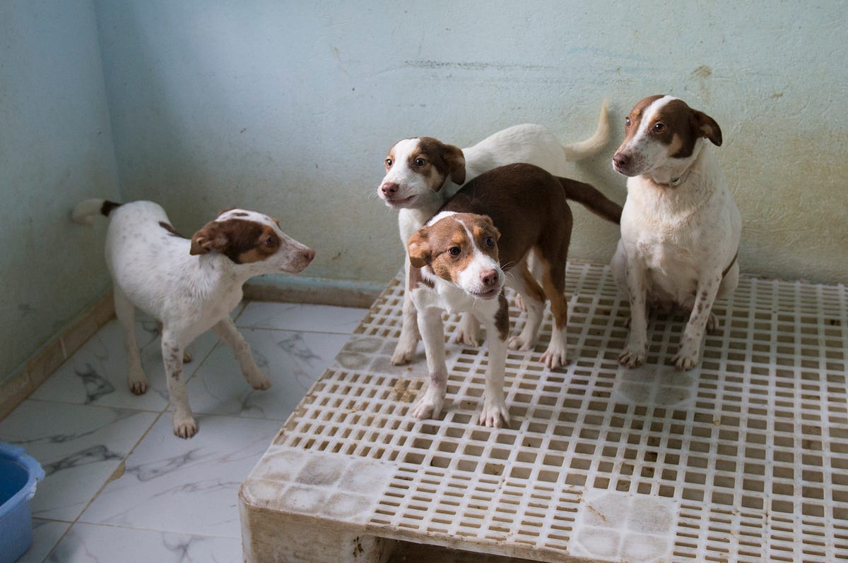 Horror Stories of International Dog Rescue Part 1 : Hidden Euthanasias ...