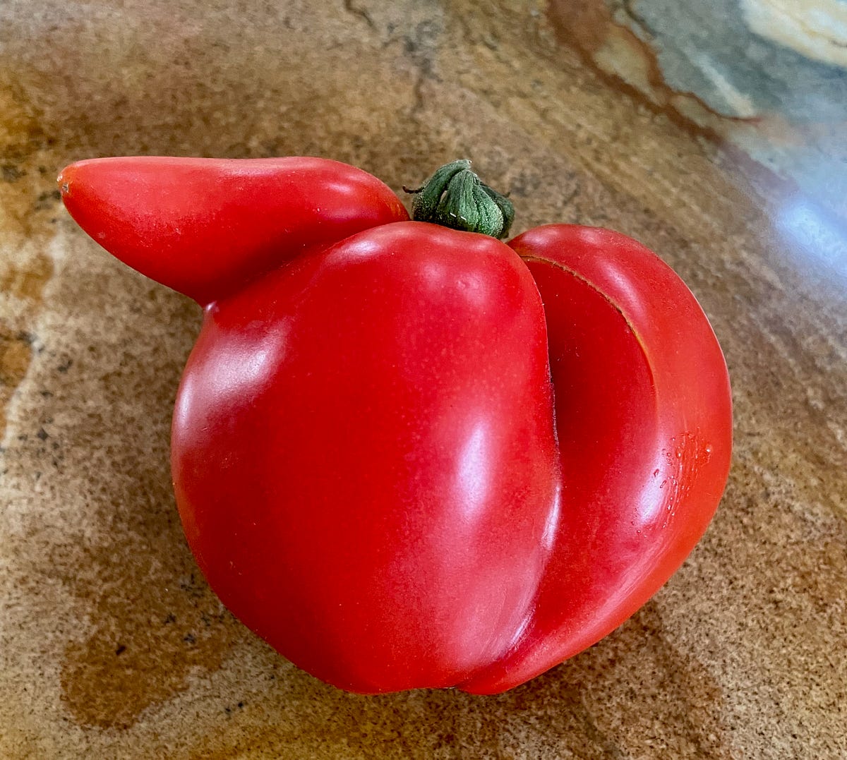 Too Many Tomatoes. But too many are never enough | by Adelia Ritchie ...