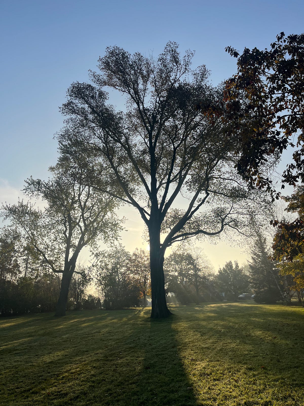 The Oak. symbol of eternity | by John Raymond | The Patient Observer ...