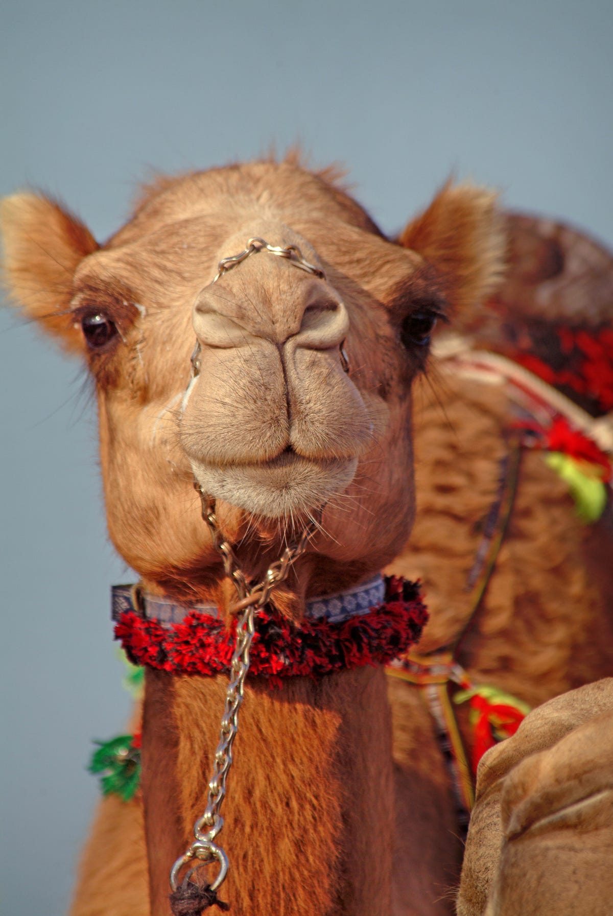 The Arabian Camel. The Arabian camel, also known as the… | by Alsauty ...
