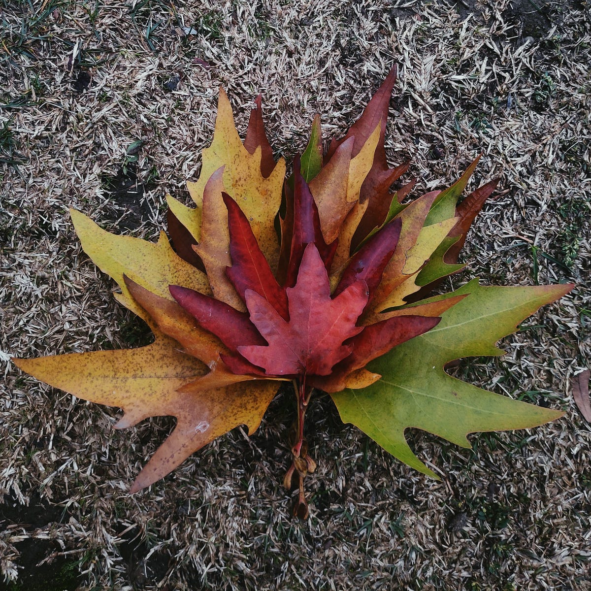 “Million Shades Of A Chinar" -Life Cycle Of A Maple Leaves 🍁 - Danish ...