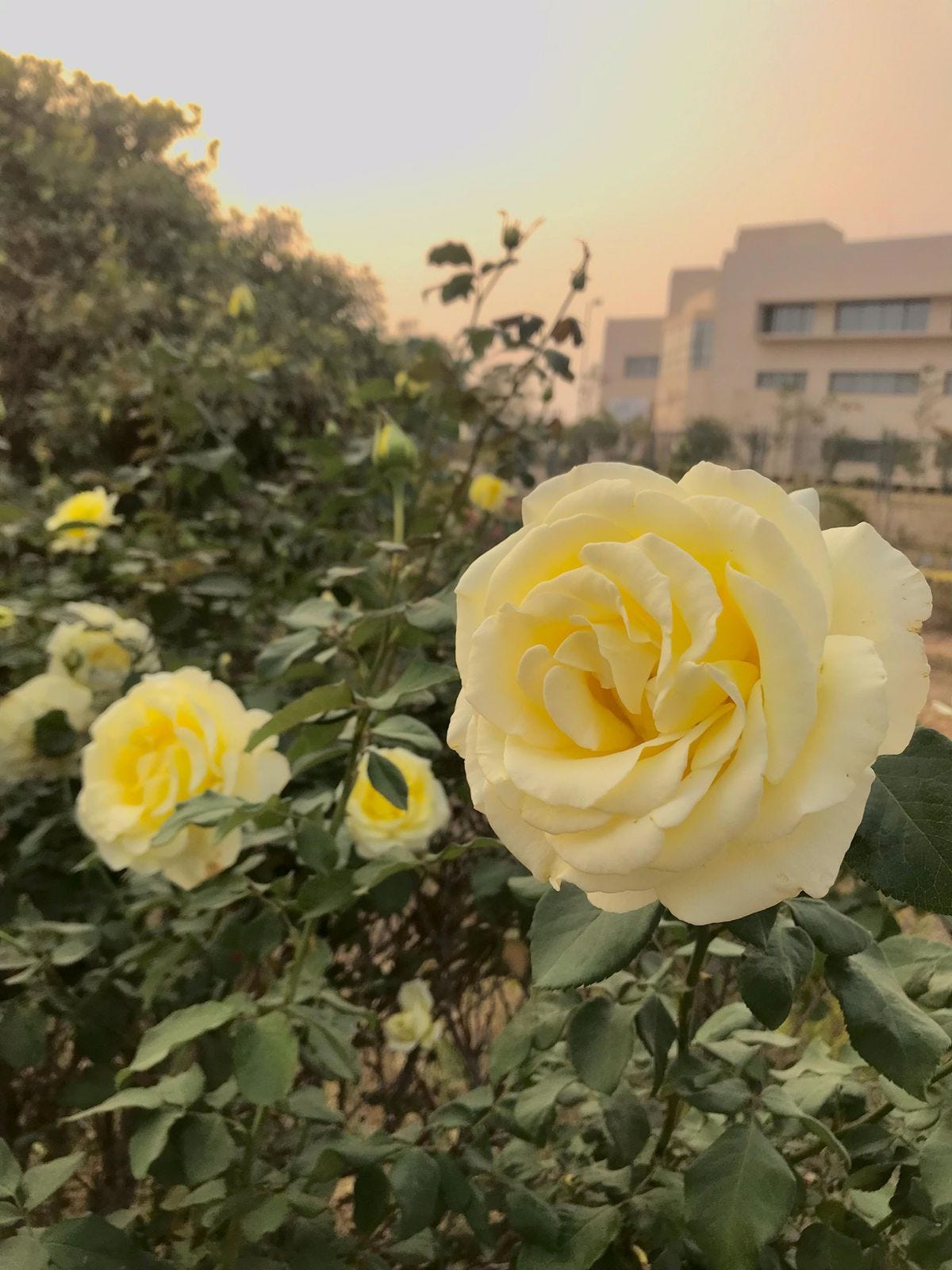 Blooming Against the Odds.. We have all encountered barren lands in… | by Sobia Sehar | Feb ...