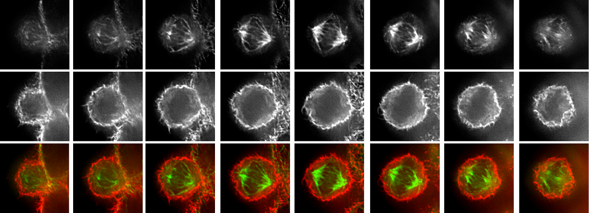 How do magnetic fields affect cells? | by eLife | Life’s Building ...