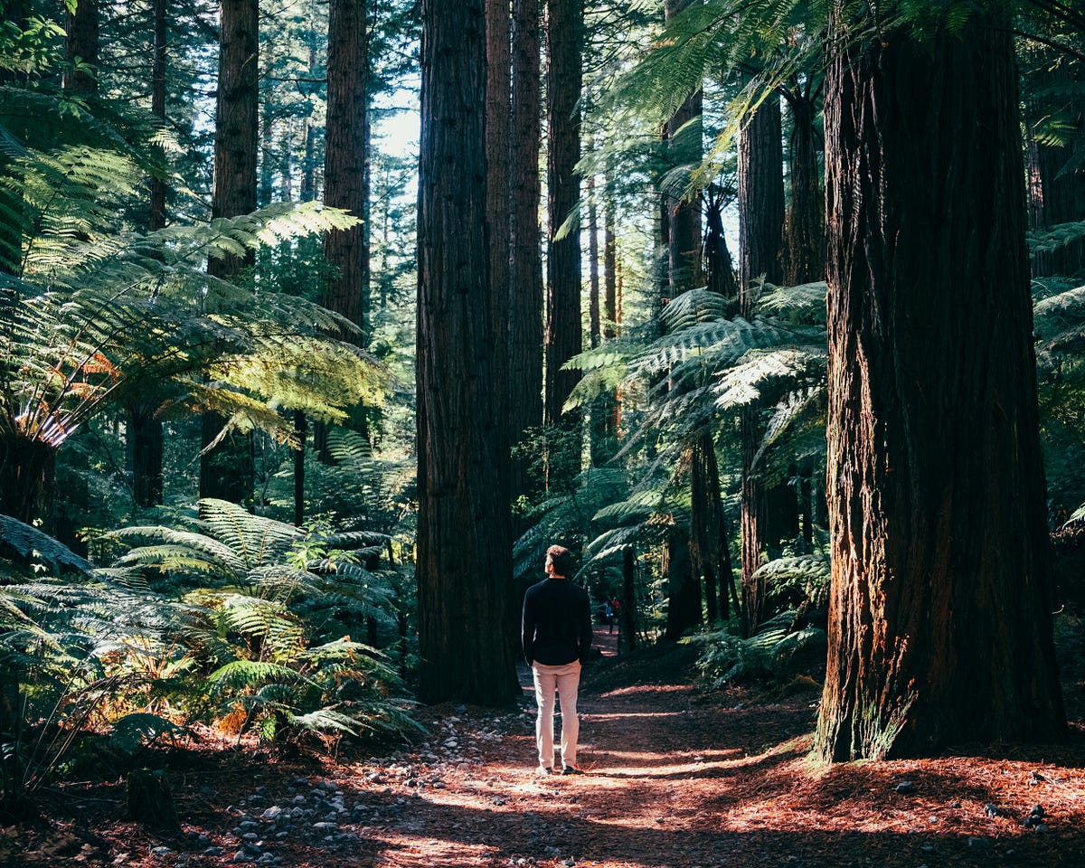 What is Forest Bathing and Why You Should Do It | by Aleksandr Staprans ...