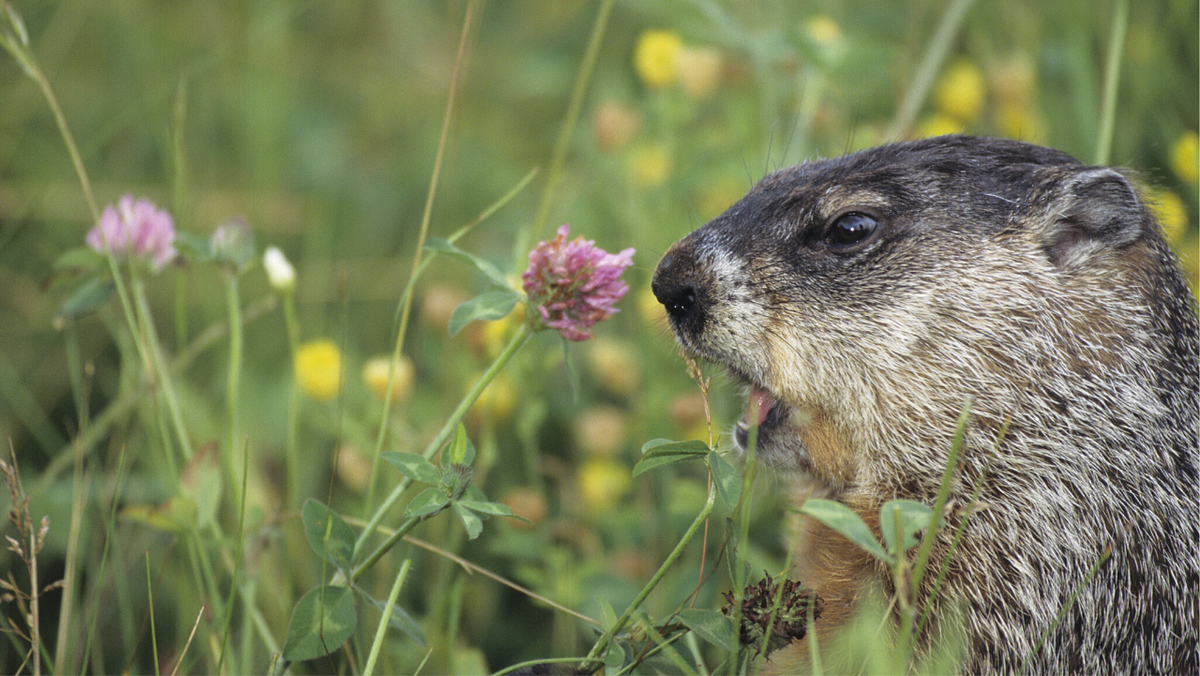 Why I Can’t Hunt. It Winked At Me | by Amanda Pieper | The Barefoot ...