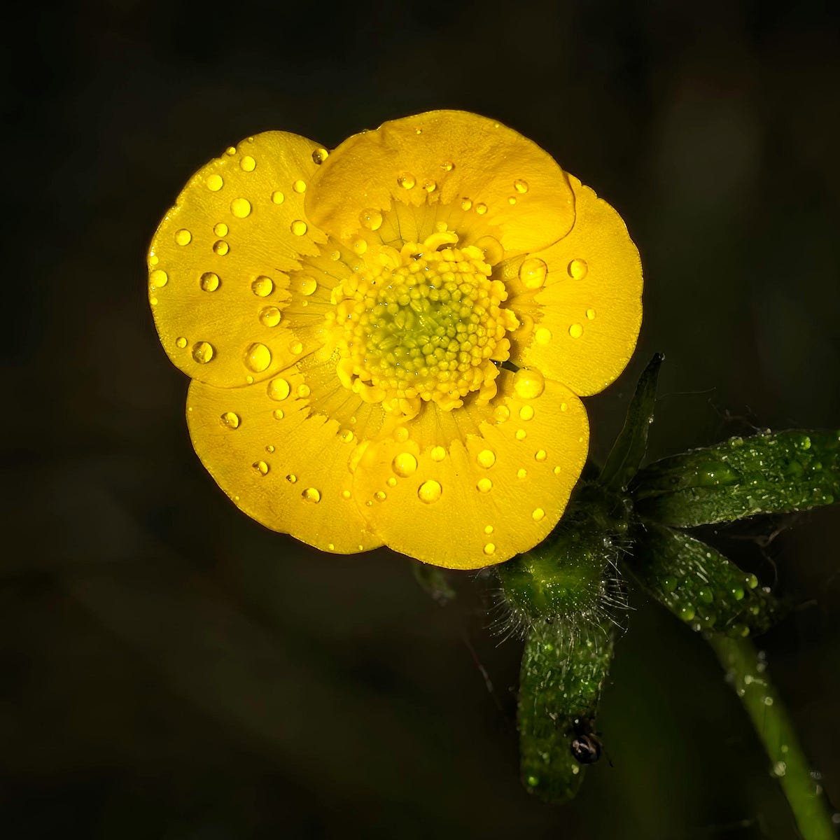 Flower Photography: Just Add Water | by Mark Overmars | Full Frame | Medium