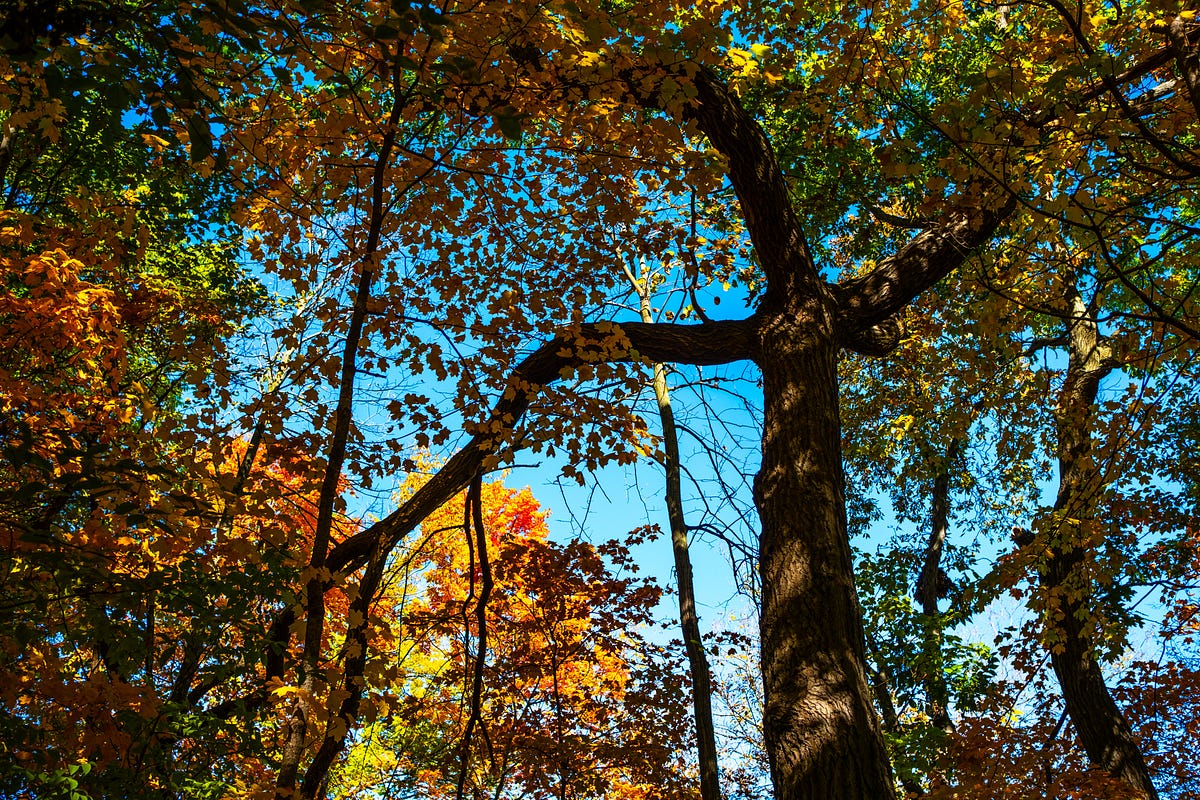 A Perfect Day For Humans. A Return to the Most Arduous Path in… | by V ...