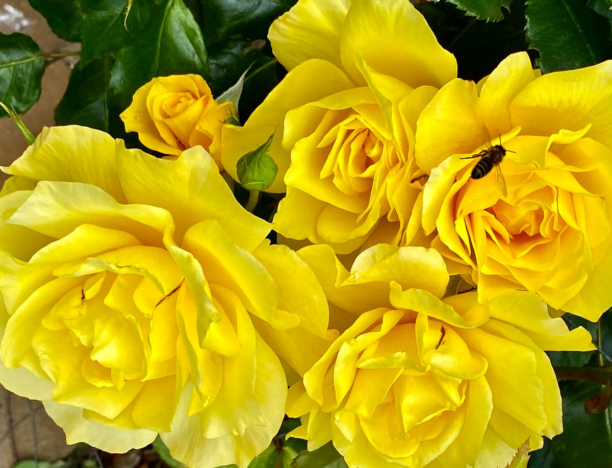 Yellow: Snapshots Summer Prompt - SNAPSHOTS - Medium