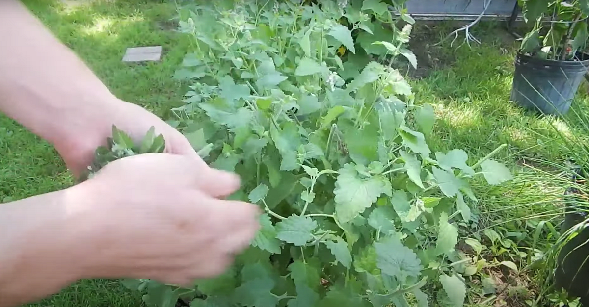 Unveiling the Fascinating World of Catnip: A Comprehensive Guide | by ...
