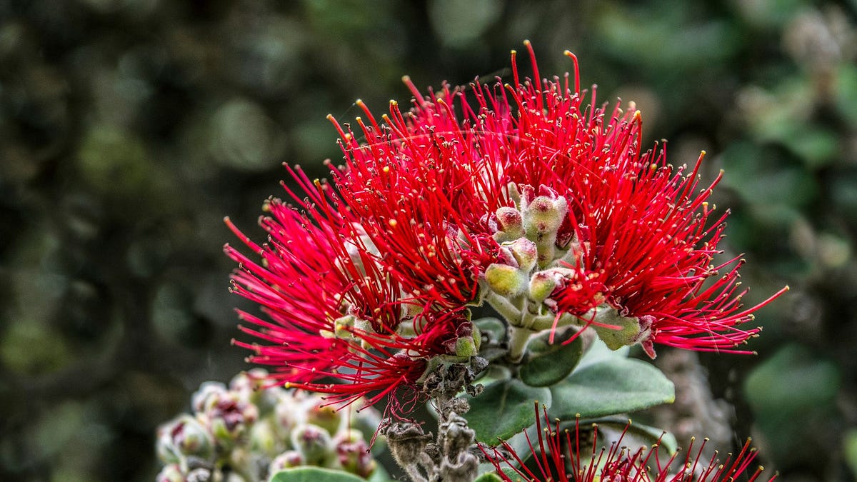 e kuʻu makuahine.. CW: MMIW | by kamakanipoetics | Medium