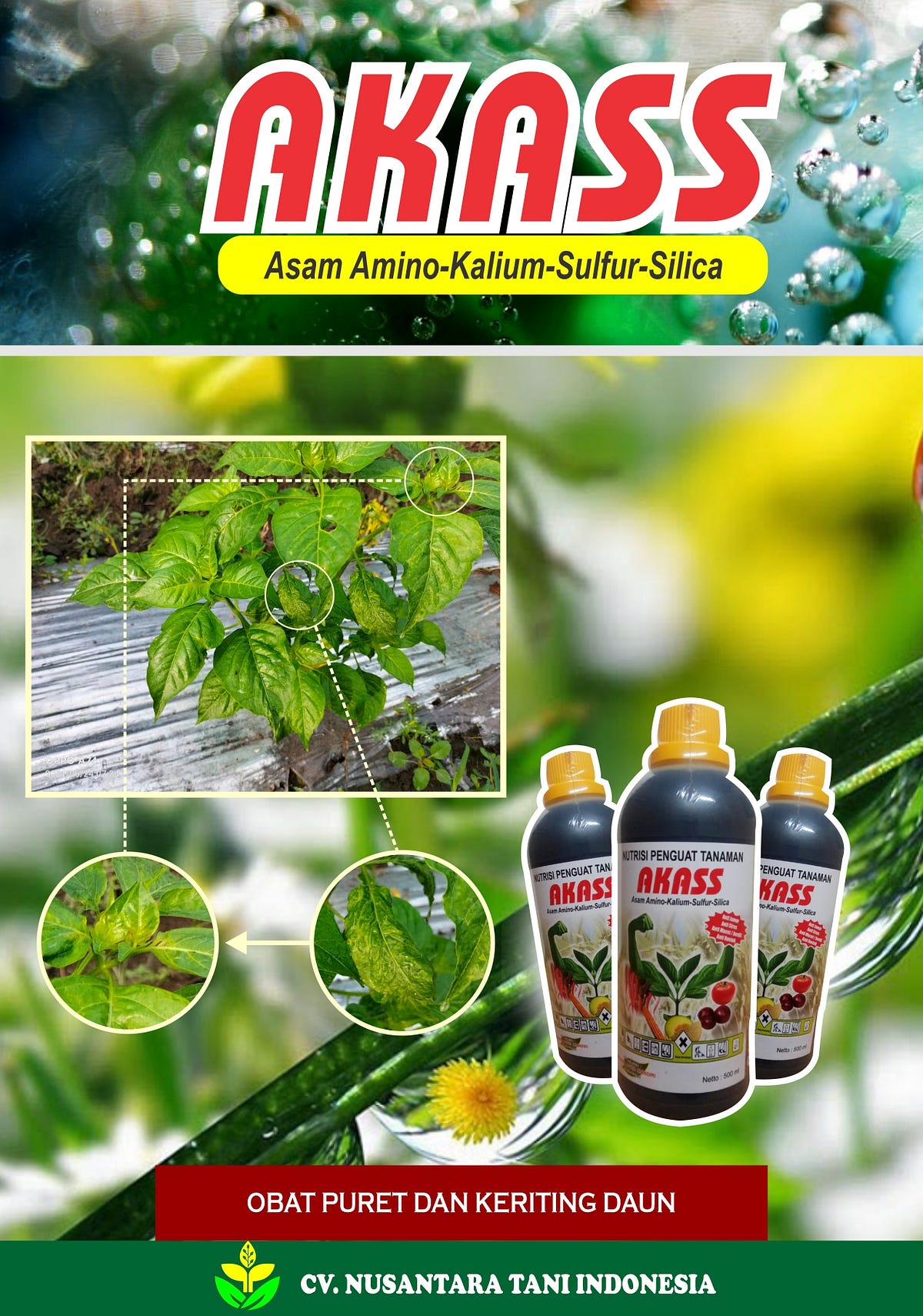 Jual Nutrisi Tanaman Akass WA 085850101115 | by Sentral Nutrisi ...