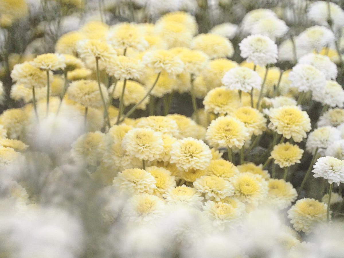 Taiwan’s Florist’s daisy is from Hangzhou, Zhejiang, China. | by Alicha ...