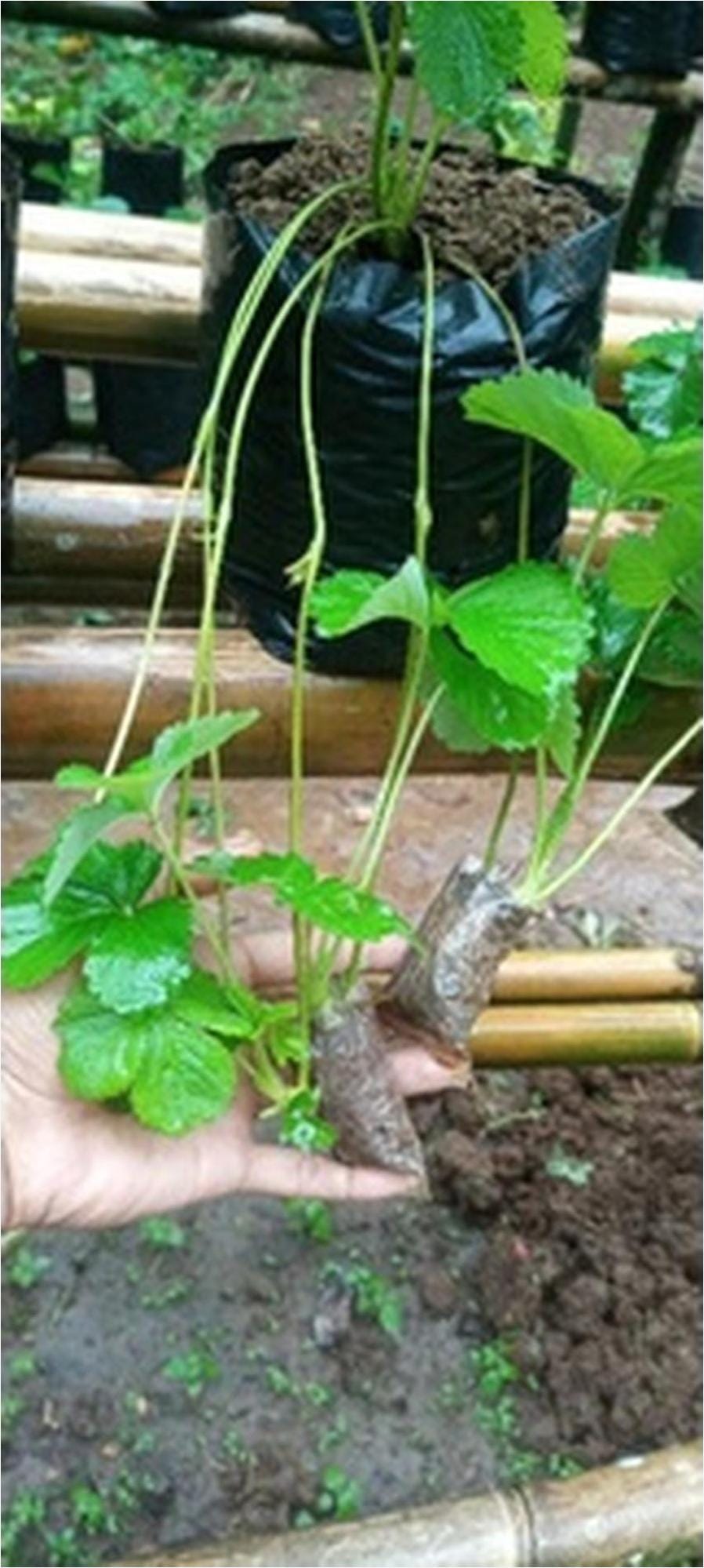 Bibit Strawberry Jenis Sweat Charlie Magelang | by farzan bibit | Medium